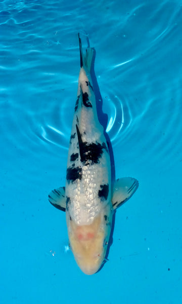 Gin Rin Bekko - 28cm #104 – Complete Koi